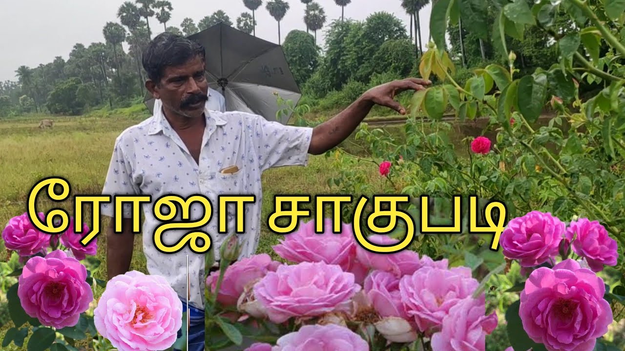 Roja chedi valarpu in tamil | Rose | ரோஜா பூ வளர்ப்பு | Roja sedi ...