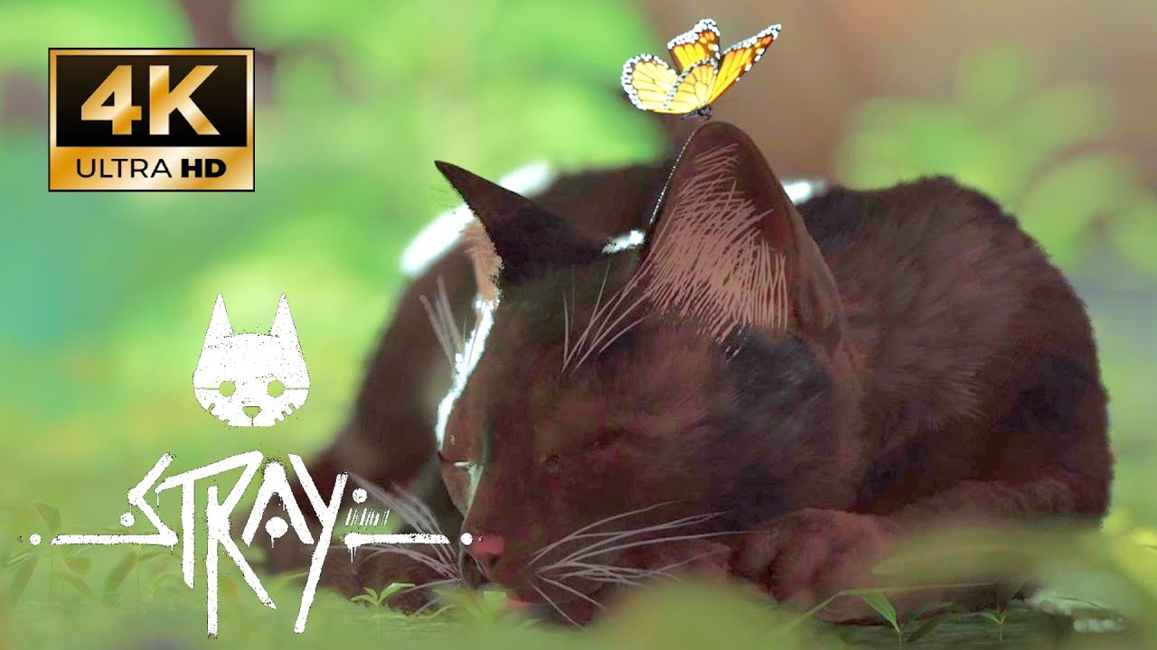 Stray MOD Play as Tortoiseshell Cat Gameplay PC [4K] % - YouTube