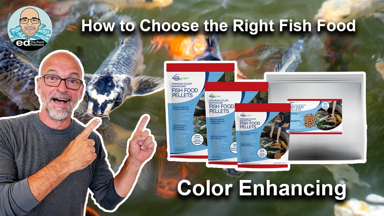How to Choose the Right Pond Fish Food: Color-Enhancing Fish Food ...
