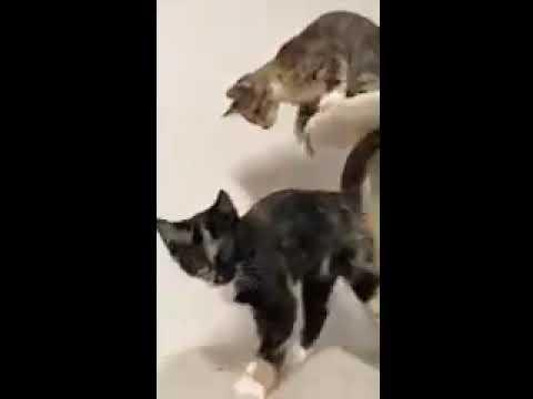 Video of adoptable pet named Minnow