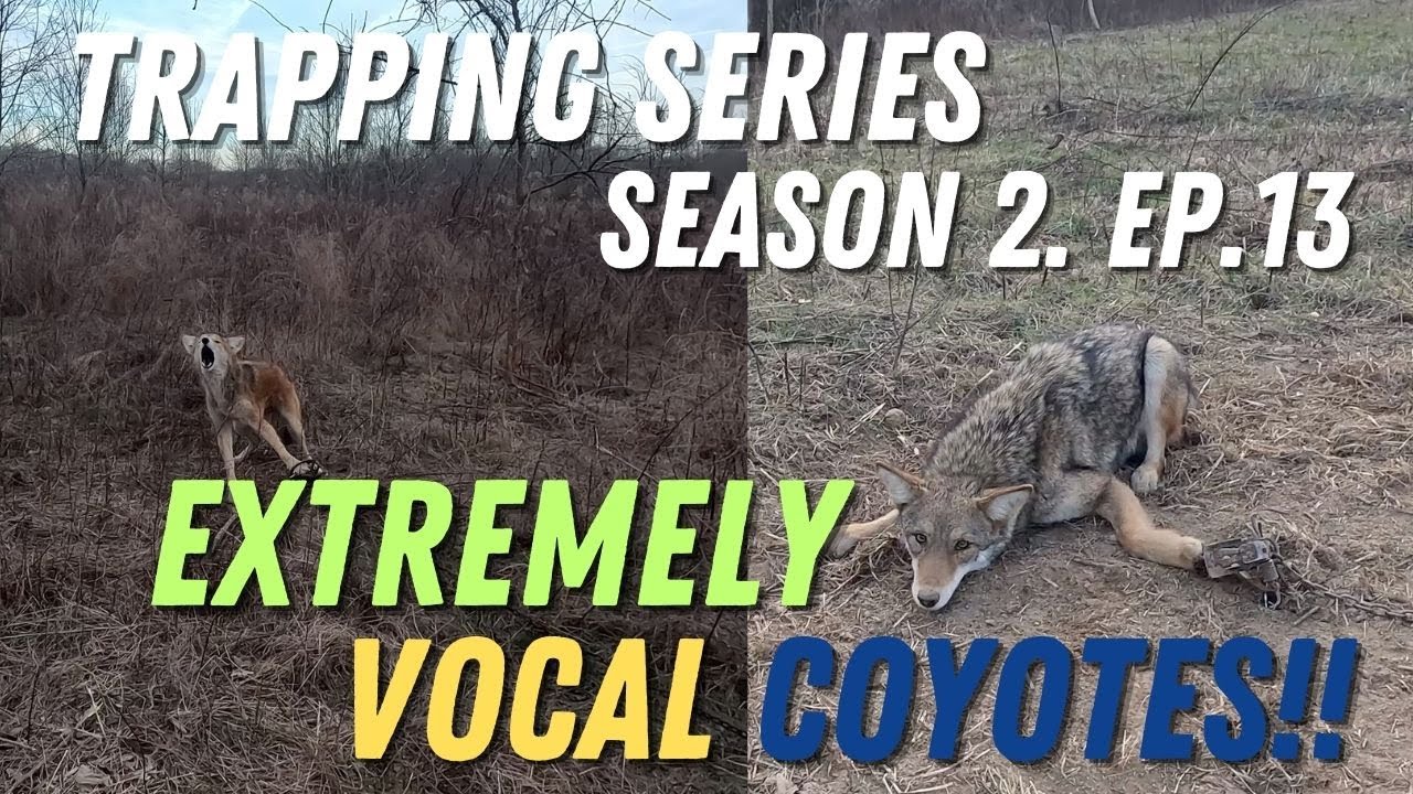 coyote trapping using multiple style sets! (trapping series szn,2 ep.13 ...