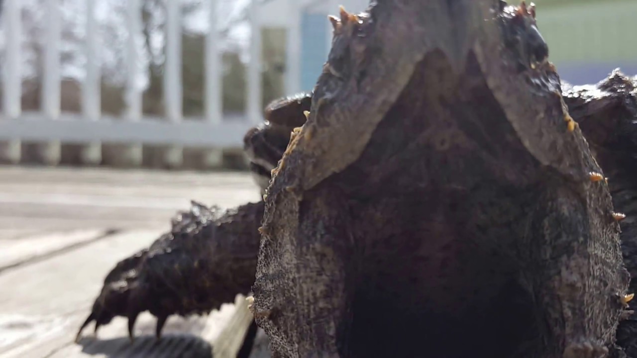 Godzilla the Alligator Snapping Turtle Biting My Phone Then Chasing Me ...