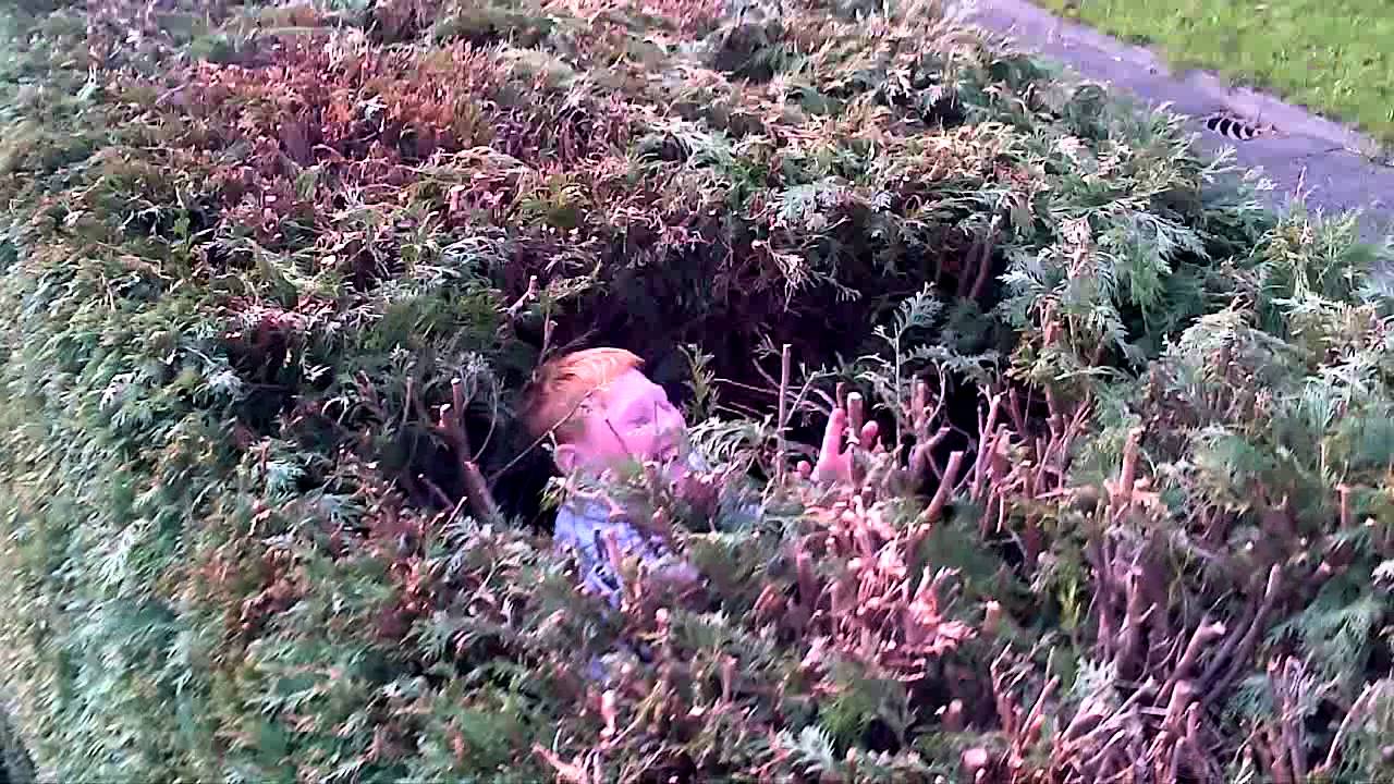 ginger person falls in bush - YouTube