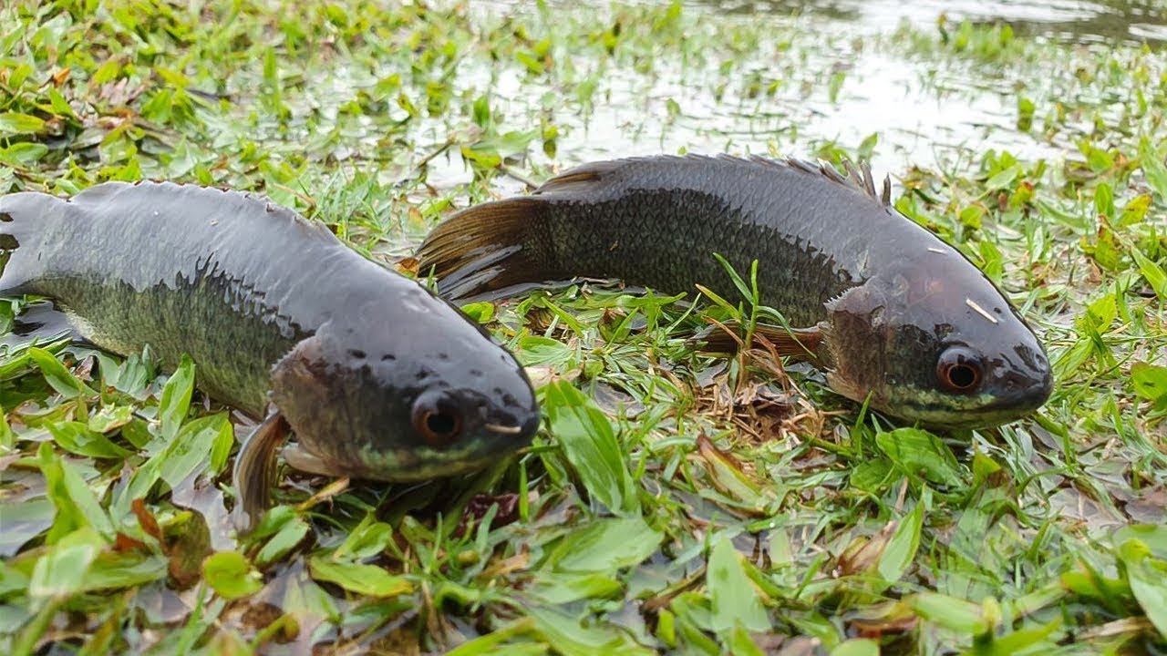Fishing in Rainy Season | Catching Climbing Perch Fish & Catfish by ...