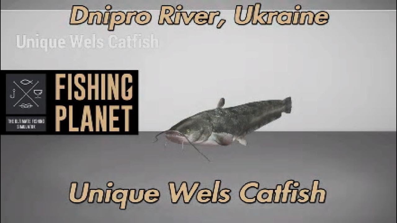 Unique Wels Catfish Dnipro River Ukraine Fishing Planet Guide - YouTube