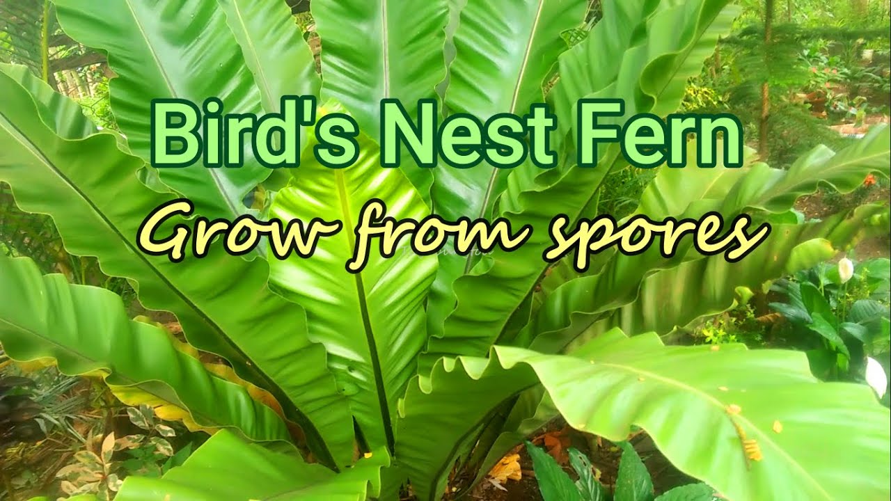 Leafy Elegance: Grow Bird's Nest fern from spores and enjoy a garden ...