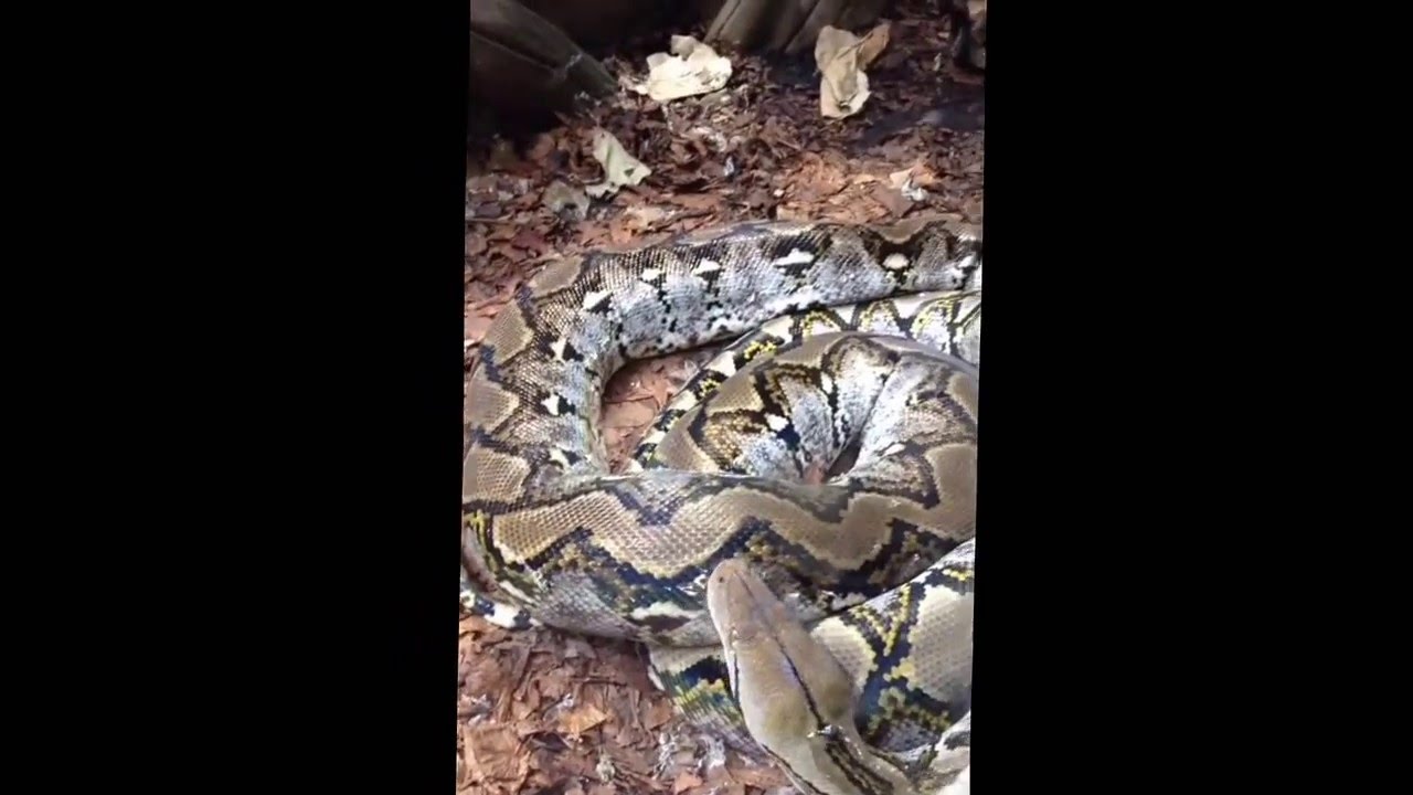 Anaconda at the zoo scary !!!!!! - YouTube