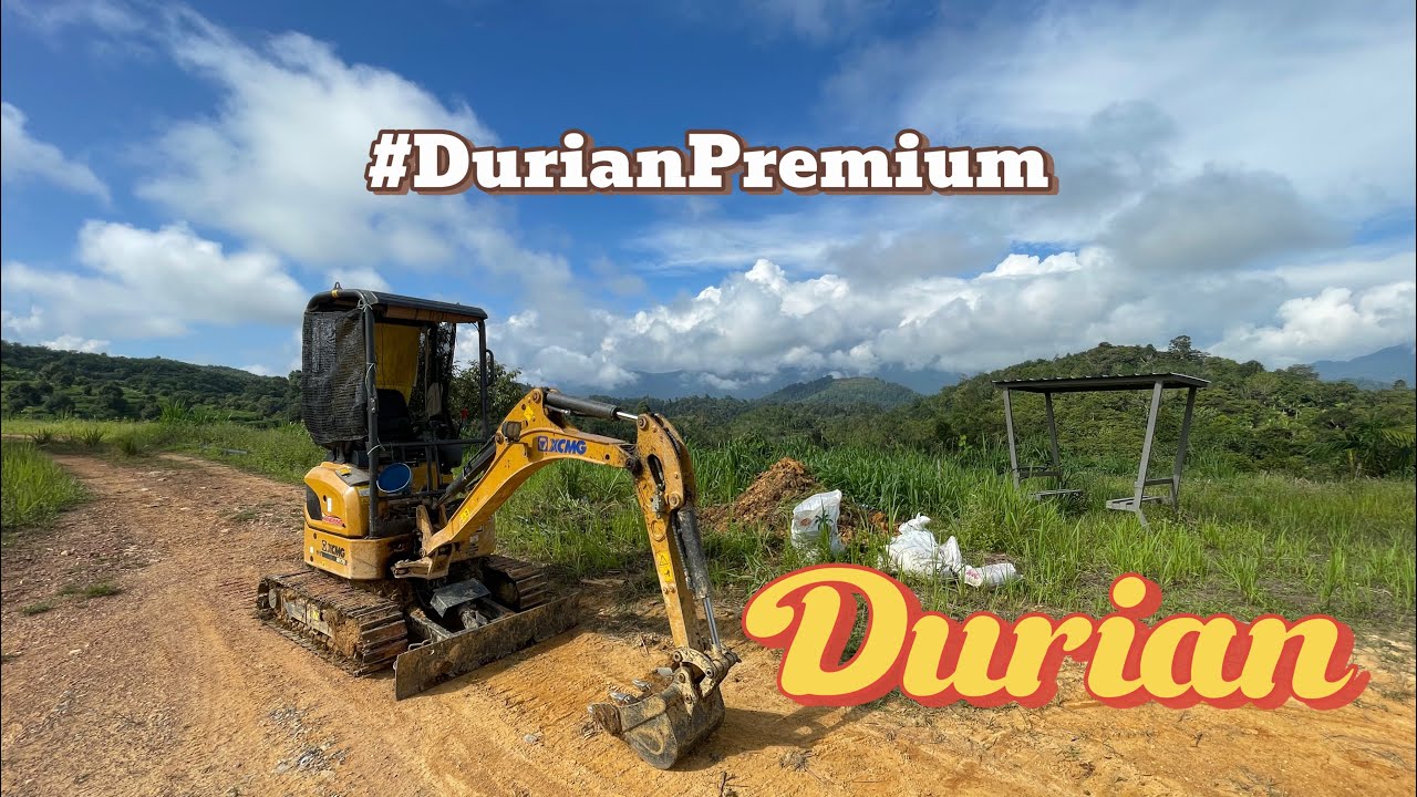 PROSES PEMBUATAN MOUNDING/BUSUT & PEMUPUKAN POHON DURIAN🌳🌳🌳 - YouTube