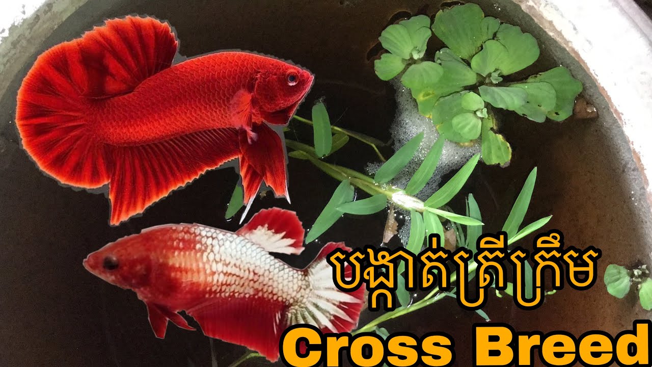 How To Cross Betta Breed Successful Super Red RED fancy ...
