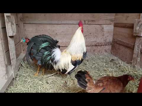 Lonnie Harper Mule Train Grey de Jorge Bonilla - YouTube