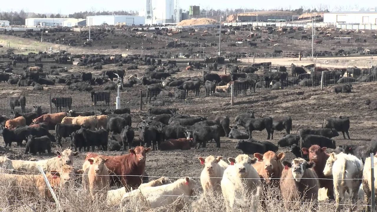 Open Range Cattle Company Commercial 2 - YouTube