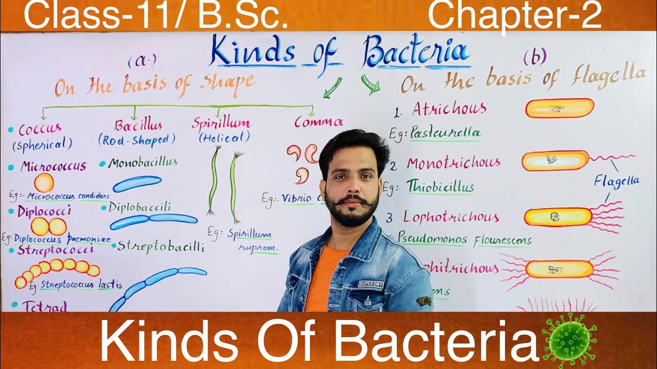 Kinds of Bacteria( जीवाणु के प्रकार) kingdom-Monera Biological ...