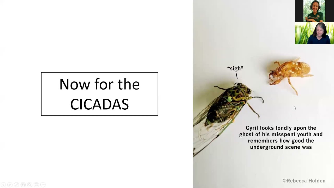 Singing Insects: Our Overlooked Outside Chorus - YouTube