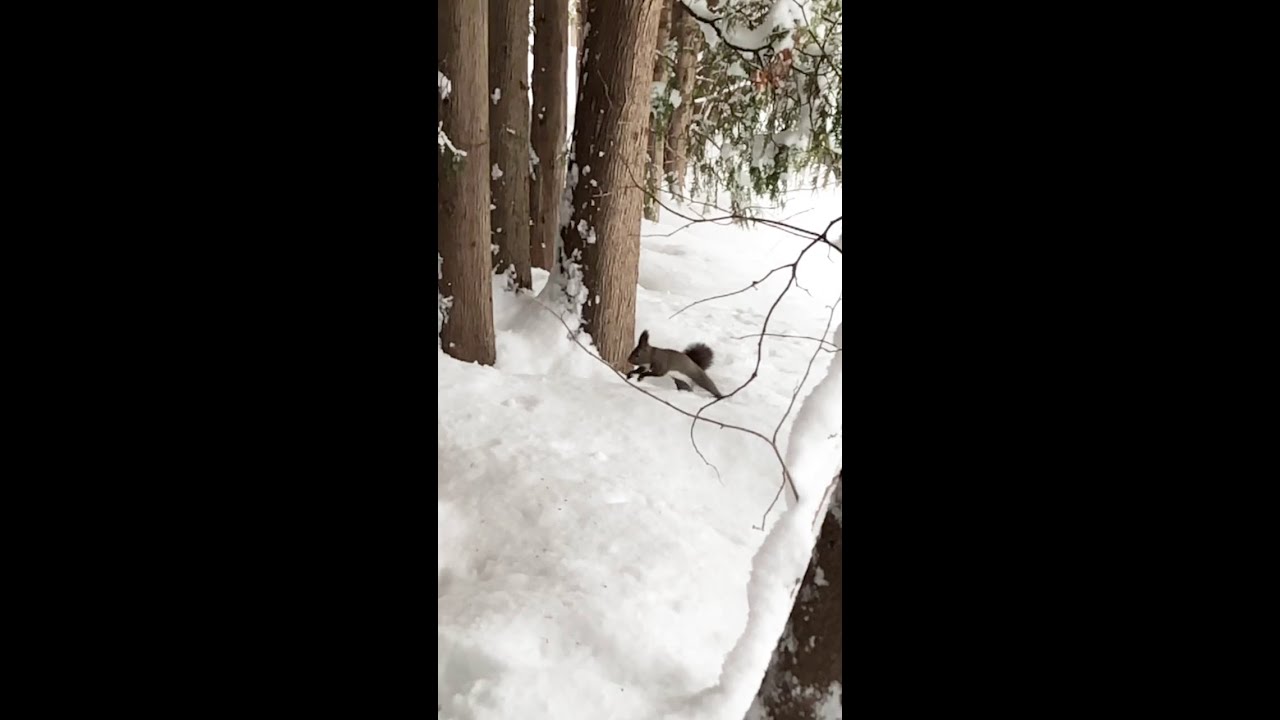 I'm pretty good at finding walnuts buried in the snow. - YouTube