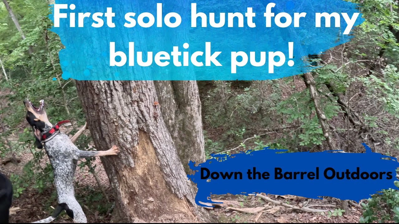 My bluetick pup's first solo bear run! - YouTube