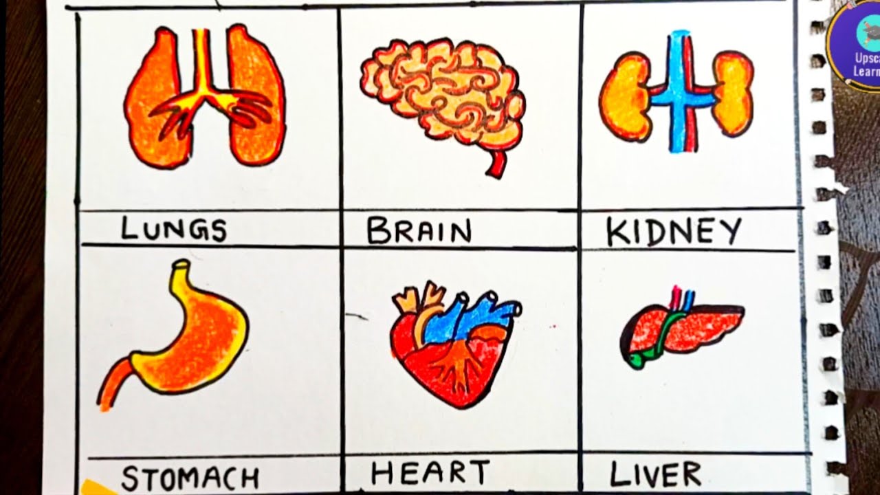 DRAWING INTERNAL ORGANS OF THE BODY - YouTube