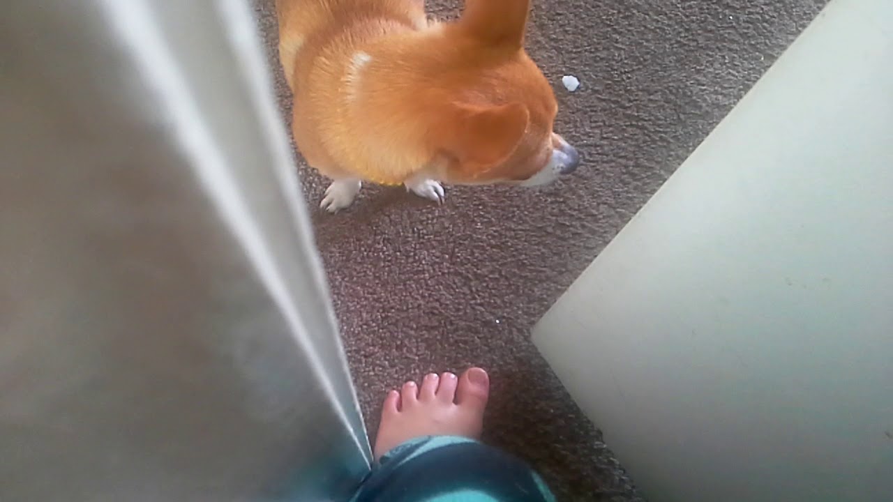 Dogs day/ cleaning up the boucany - YouTube