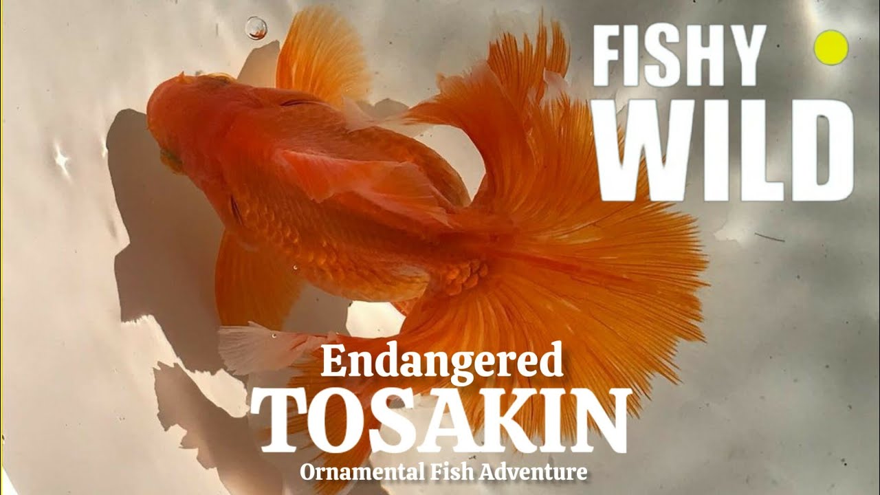 Ultimate Guide to Stunning Koi: Expert Tips and Breathtaking Footage ...