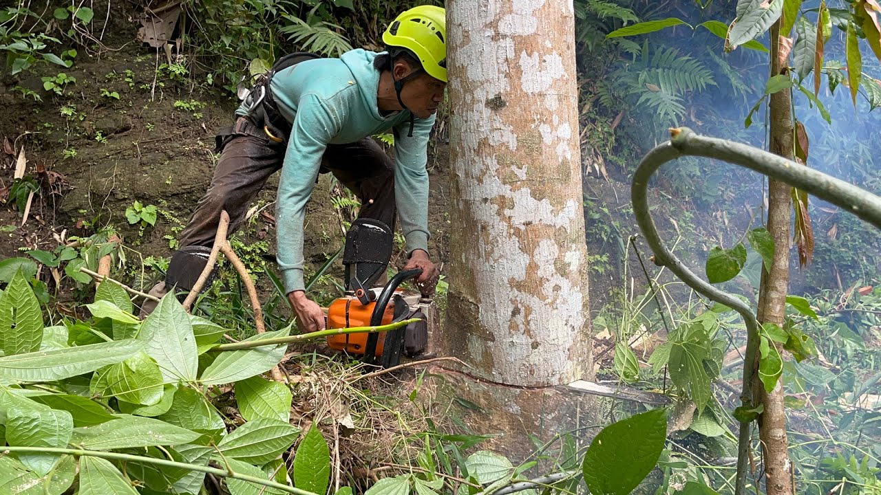 THE MOST BEAUTIFUL 7 ALBASIA TREES CUT IN RECORD TIME!high end ...