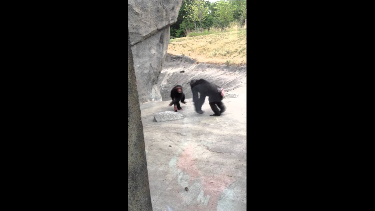 The Spinning Chimp - YouTube