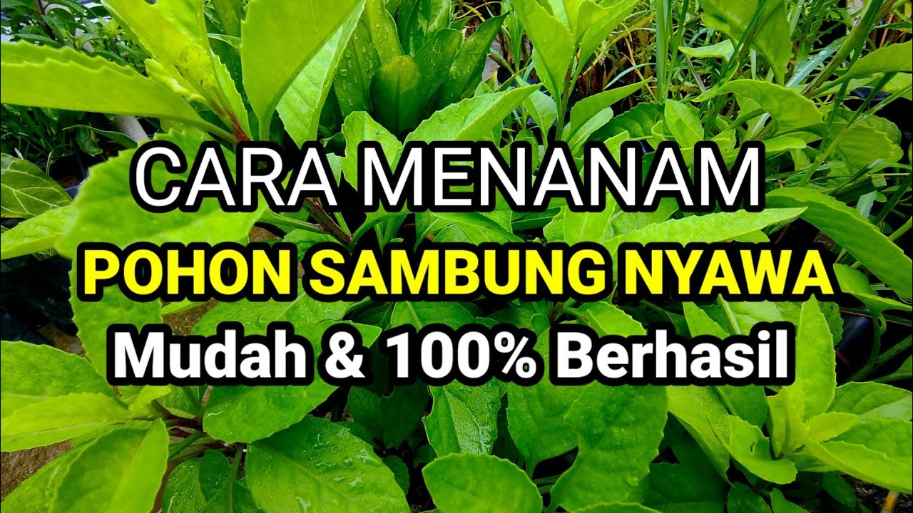 CARA TANAM,MERAWAT DAN PANEN SERTA MANFAAT DAUN SAMBUNG NYAWA UNTUK ...