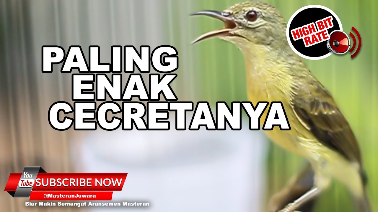 🔴 Necret Tajam Kolibri Kelapa Betina Gacor Sanagat Bagus Untuk Masteran ...