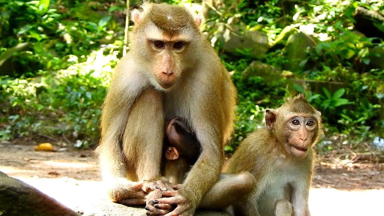 Hard work pays off!! Pixie is now Libby favorite after many chase ...