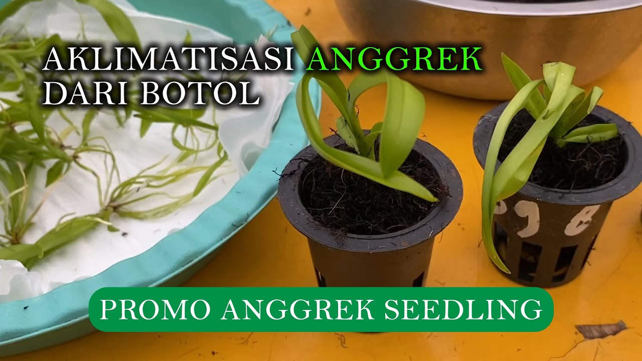 Tutorial Menanam Bibit Anggrek Dendrobium dari Botol || Promo Anggrek ...