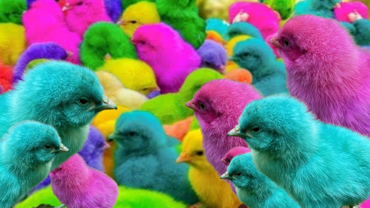 Colorful chicks,baby chicks funny clip ,Catch Cute Chickens, Colorful ...