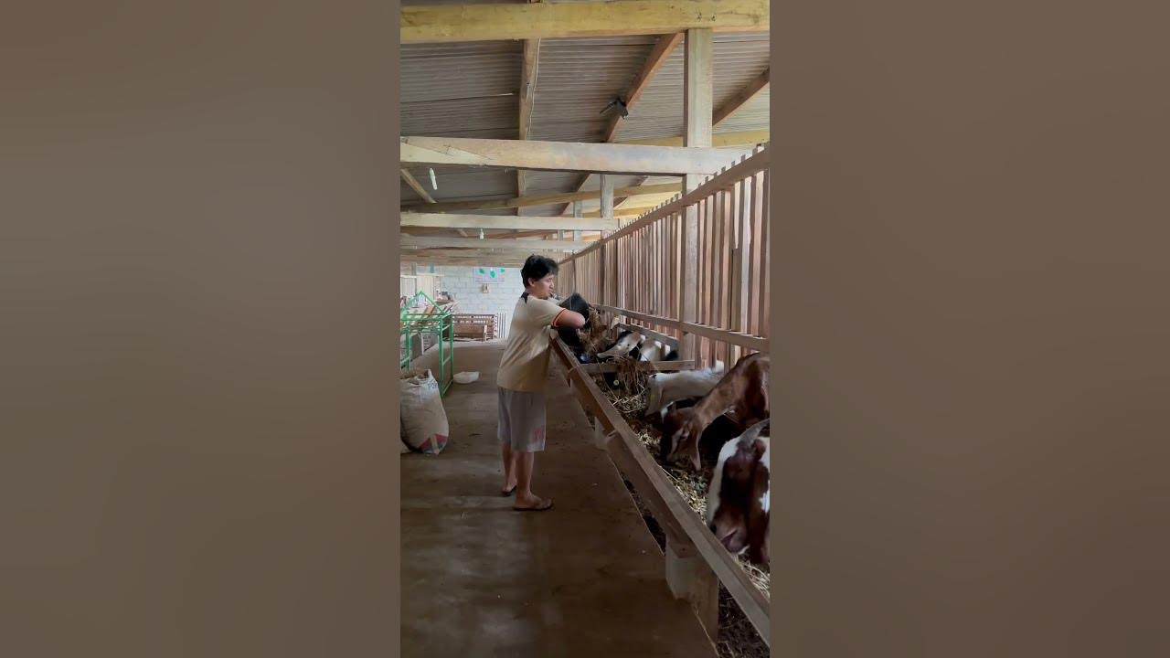 pakan komplit feed untuk ternak kambing domba - YouTube
