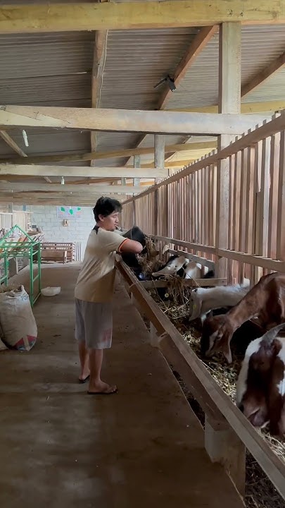 pakan komplit feed untuk ternak kambing domba - YouTube