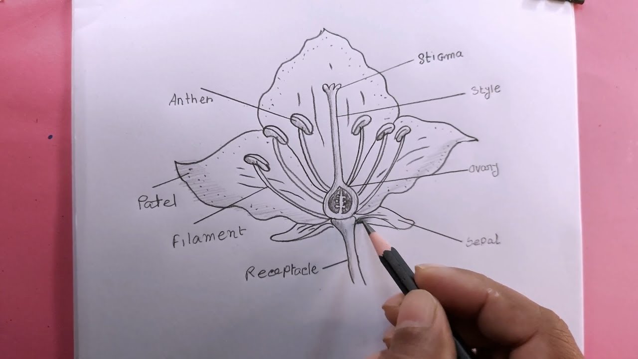 How to draw Longitudinal Section of Flower/Parts Of Flower Easy - YouTube