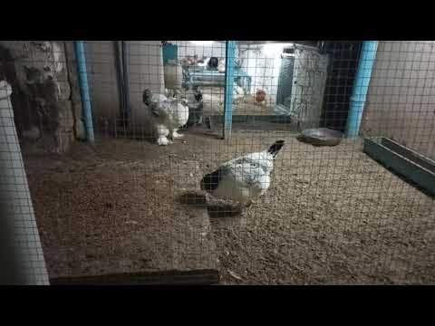 Gicitkanin toyuq orqanizmasinda xeyri