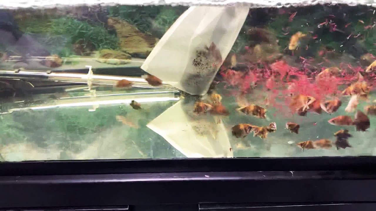 Feeding baby datnoids - YouTube