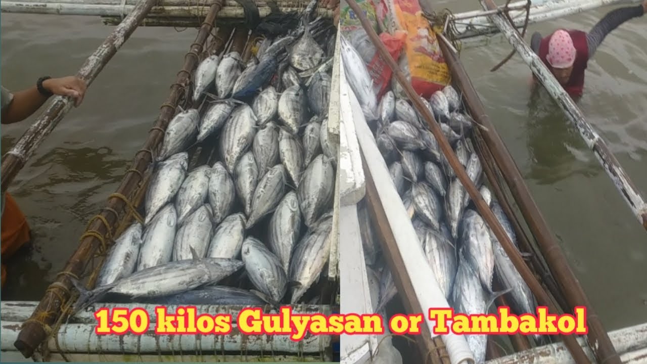 #crisanthonyfishingofficial (150 kilos Tambakol or Gulyasan,,,easy 15 ...
