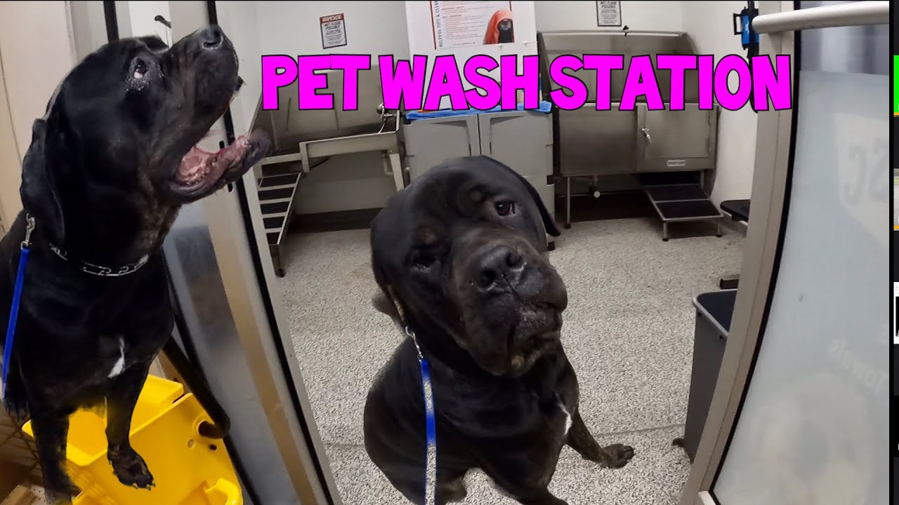 Cane Corso Worries About Bath Inside Tractor Supply | Loki - YouTube