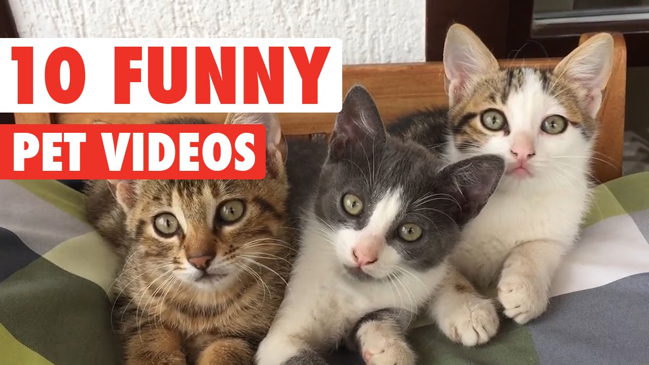 Hilarious Pet Video Countdown Compilation - YouTube