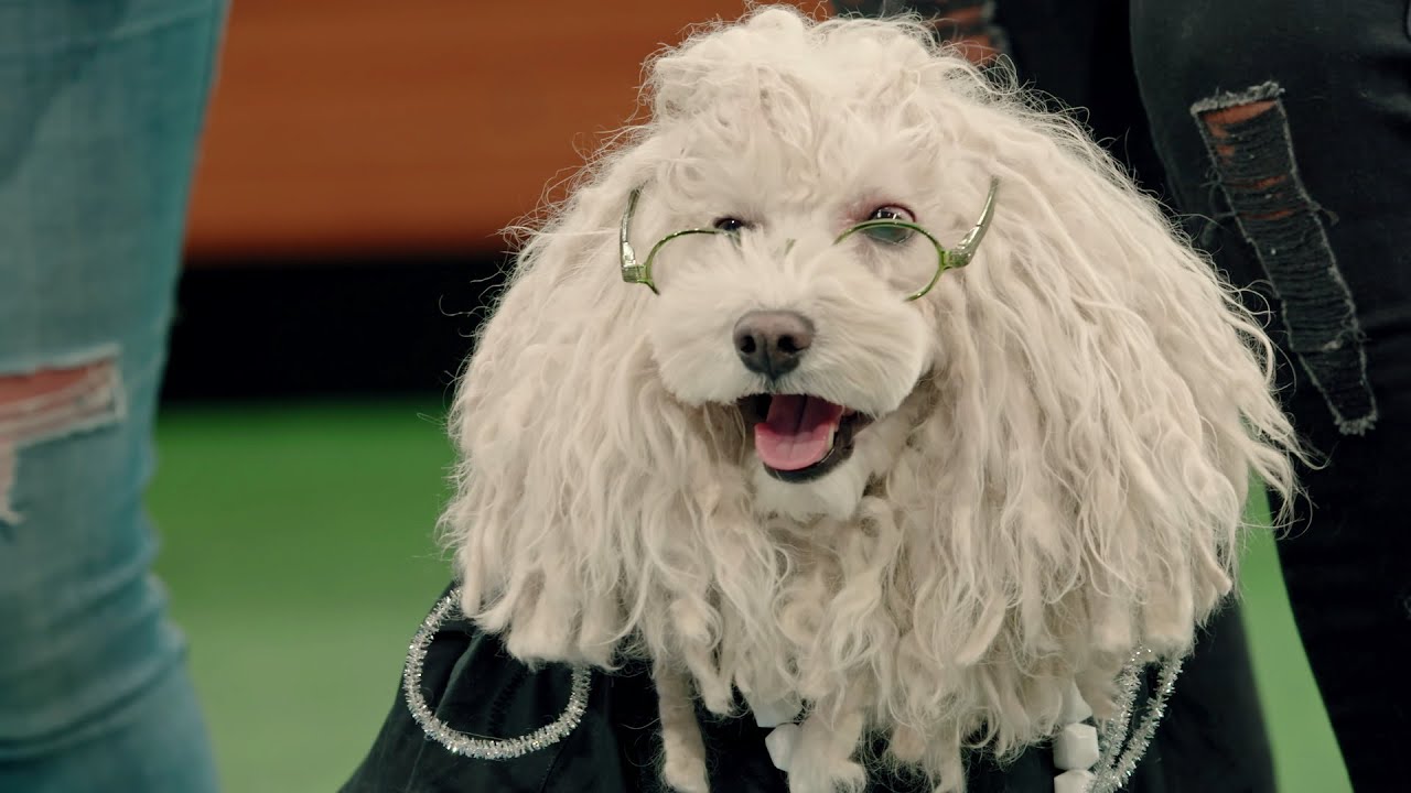 Gabriel & Monse's Whoopi Goldberg-Inspired Pup - Pooch Perfect - YouTube