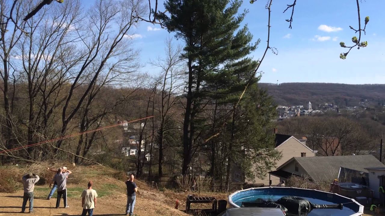 Tree cutting crazy Bob - YouTube