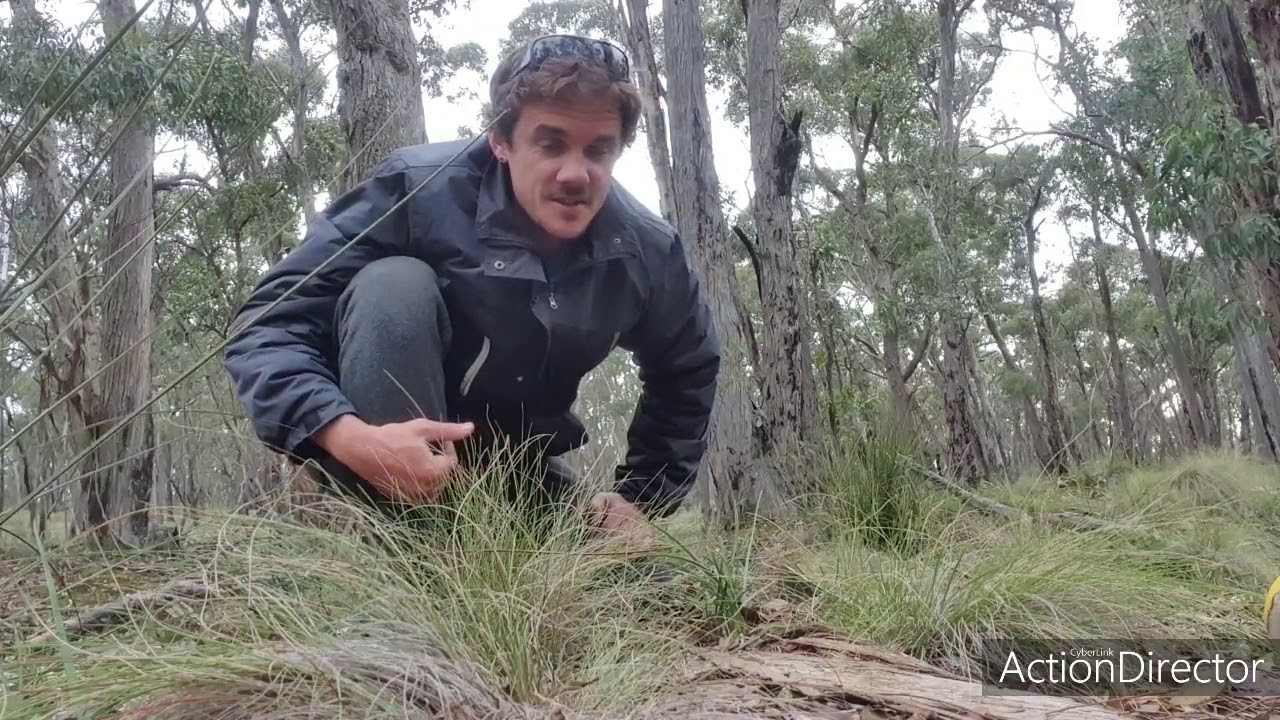 Exploring for gold pickers and species ⛏ - YouTube