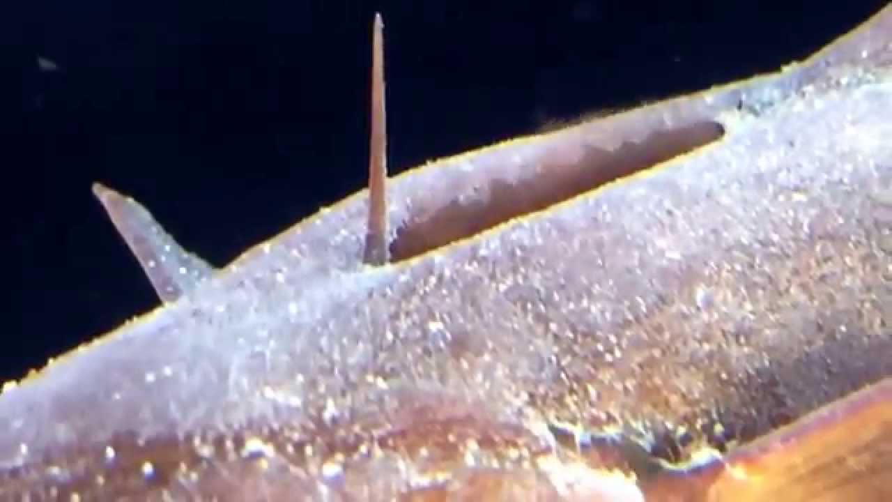 Five-Bearded Rockling - YouTube