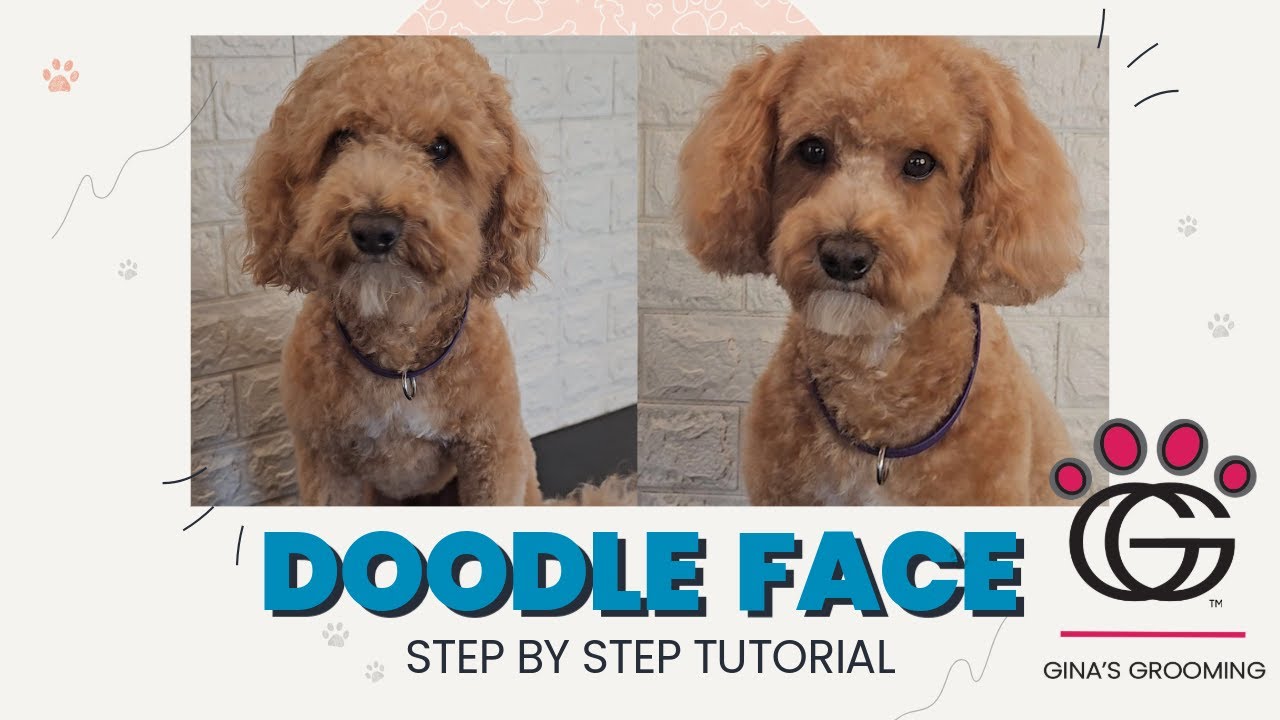 How to Groom a Doodle Face (Step-by-Step Guide for Beginners) - YouTube