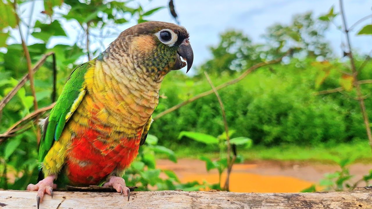 Cute bird : Can I be your friend? I'm cute and I sing well : green ...
