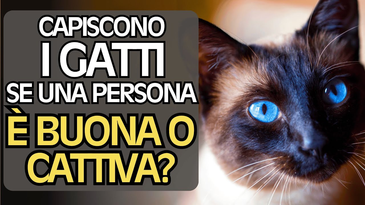 I GATTI comprendono se Una Persona è Cattiva o Buona? | Spiritualità ...