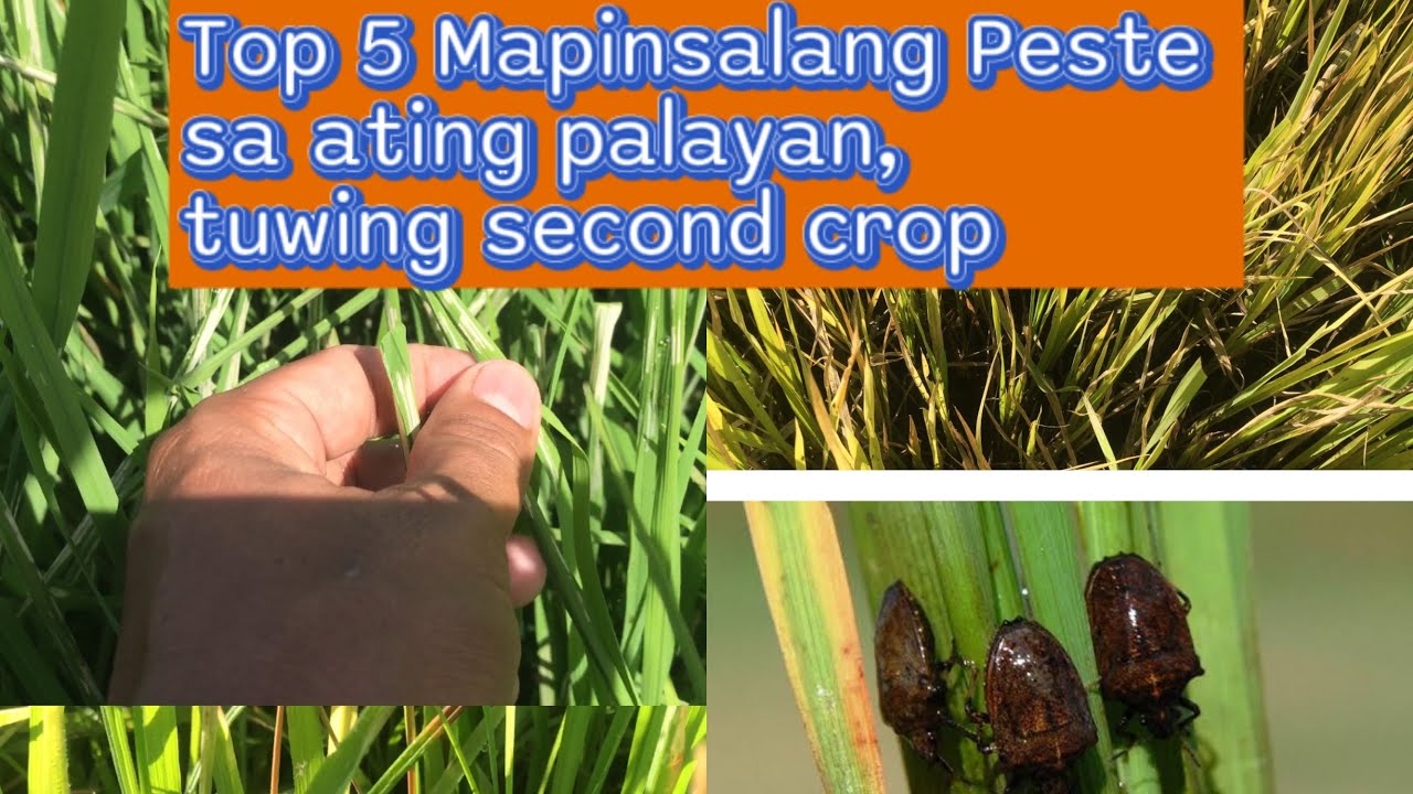 Top 5 na peste sa ating palayan ngayong second crop. nakaka takot ang ...