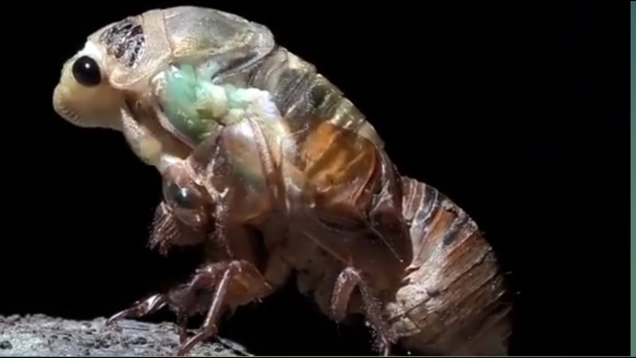 amazing video of the world (worm)#animals #worm - YouTube