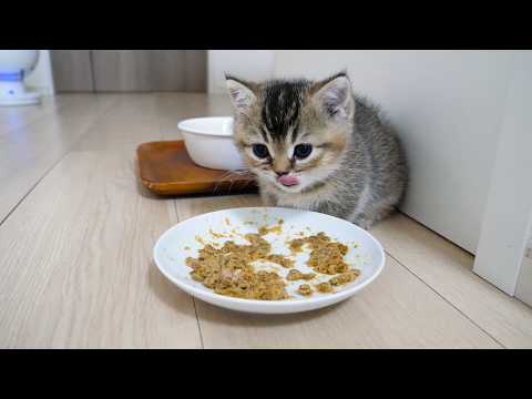 Cute little kitten who ate until he was full and got sleepy…