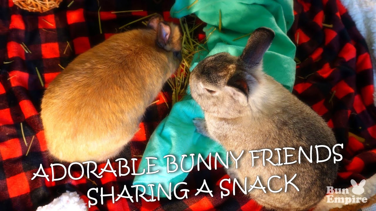 Adorable Bunny Friends Sharing A Snack - YouTube