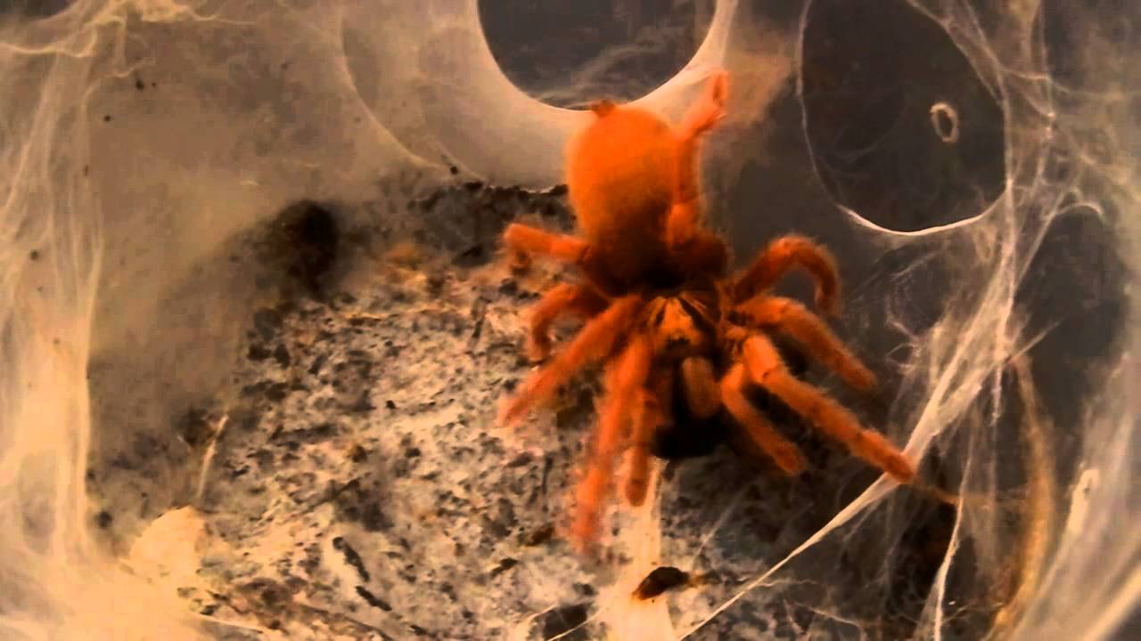 Holothele incei gold - YouTube