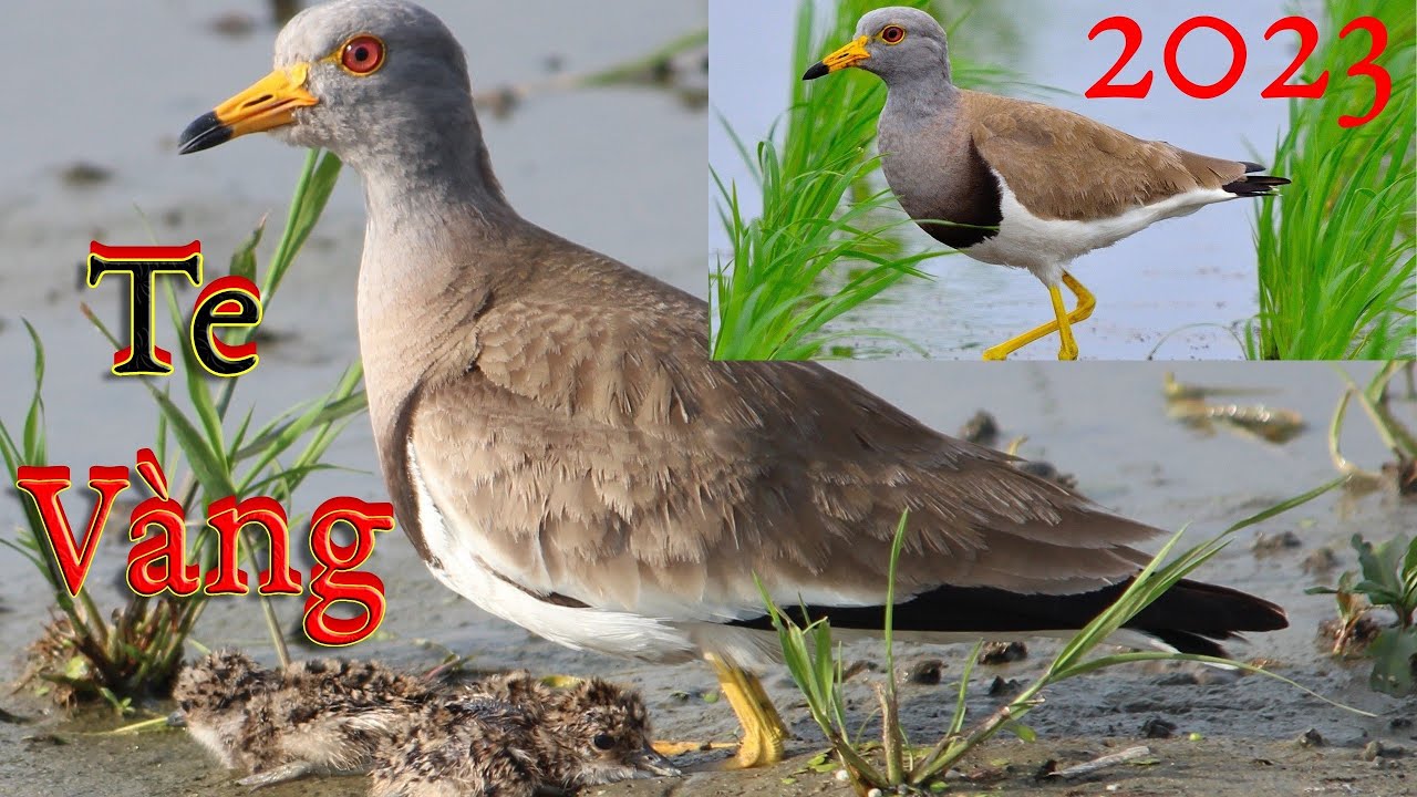 Tiếng Chim Te Te mỏ vàng chân vàng , bản ăn chim mới nhất hay nhất 2023 ...